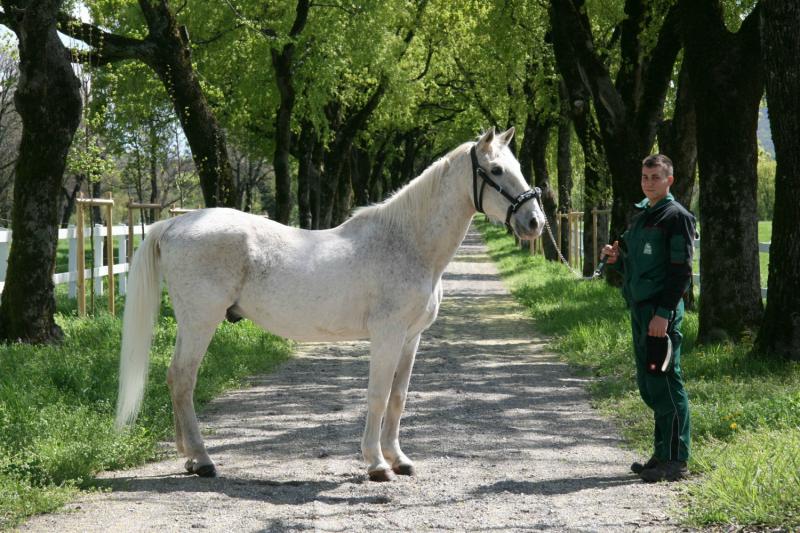Najstarejši lipicanec praznuje 30. rojstni dan