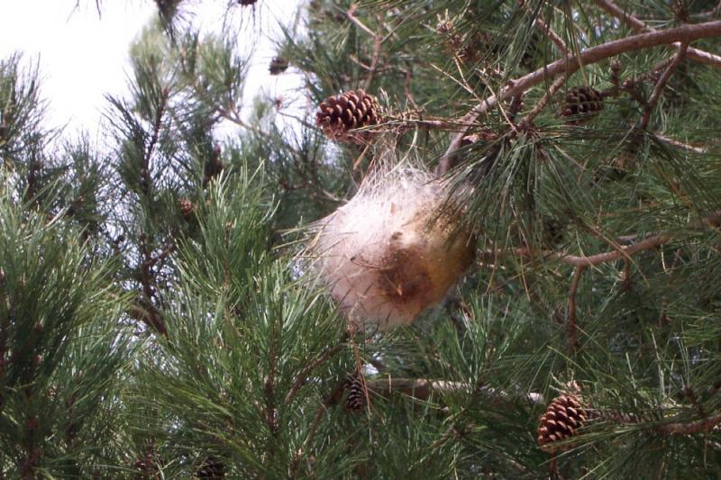 Stik s strupeno gosenico je za psa zelo nevaren!